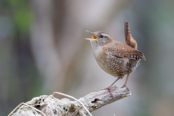 What does a wren bird look like?