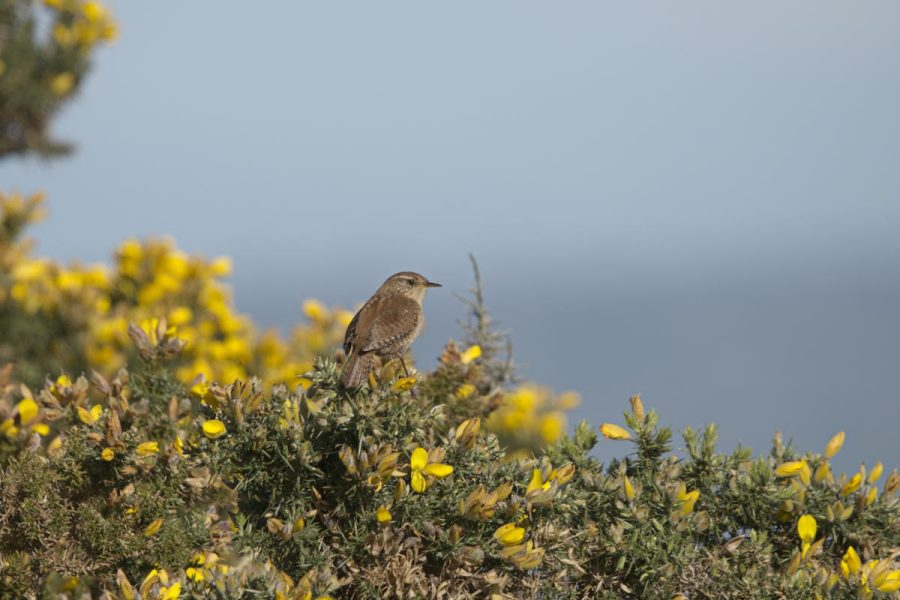 What does a wren bird look like?
