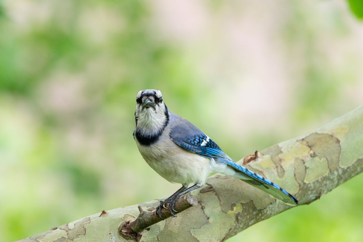 Can you buy blue jay bird? - BirdzFly