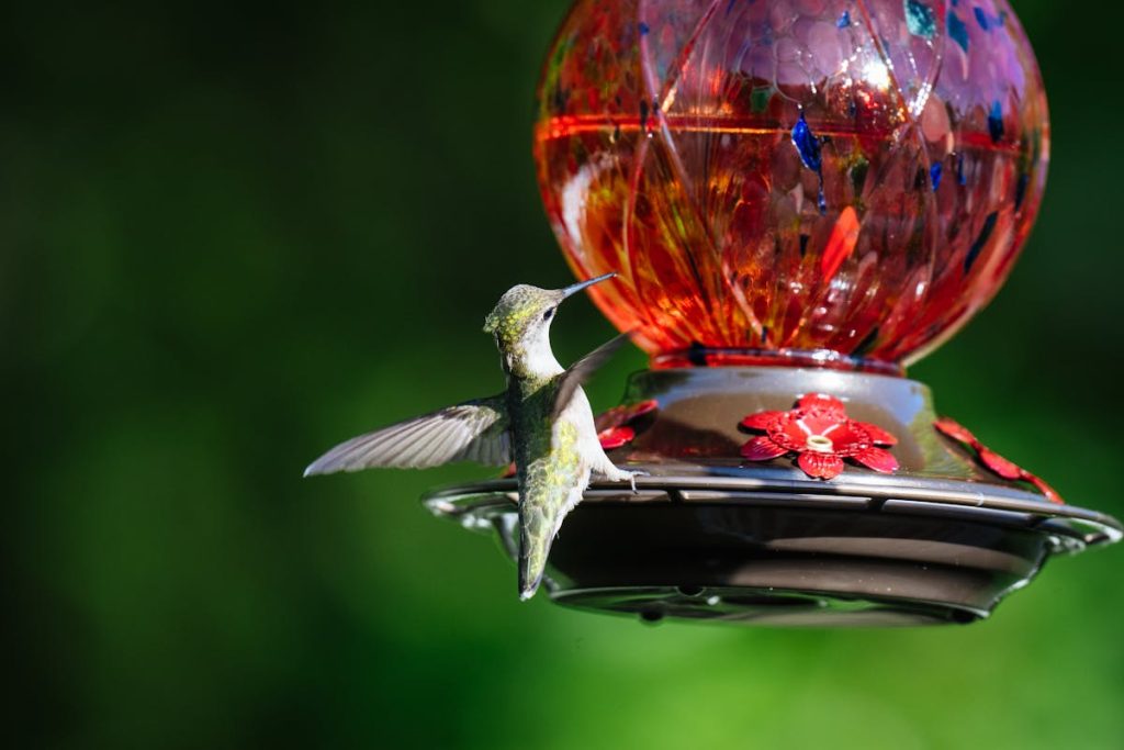 Hummingbird – Facts, Species, and Habitat | BirdzFly
