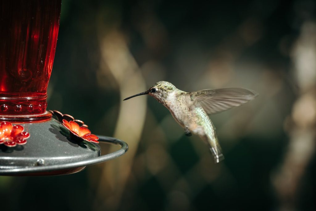 Hummingbird can Fly Backwards? Interesting Facts