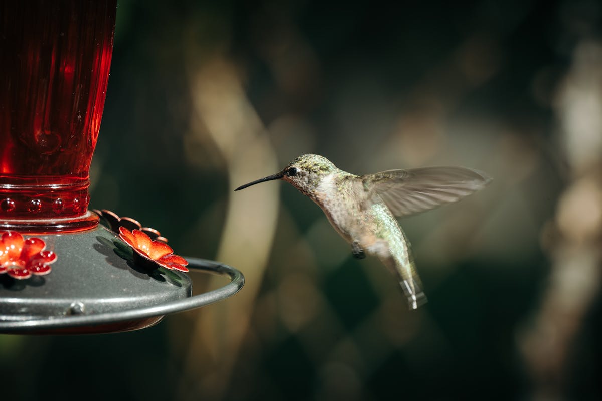 Hummingbird can Fly Backwards? Interesting Facts