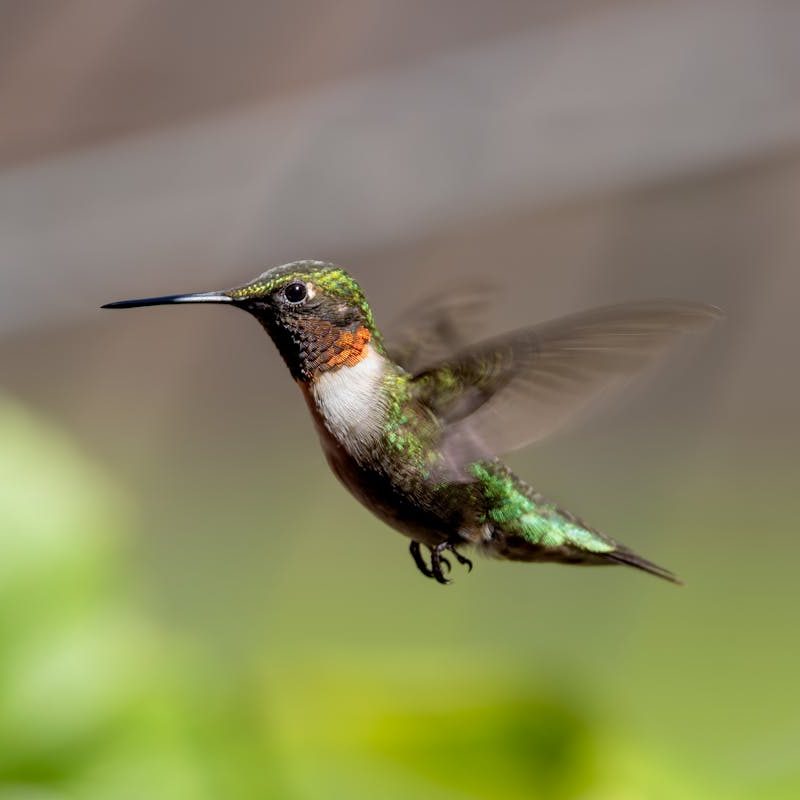 Hummingbird Nests: What You Need to Know
