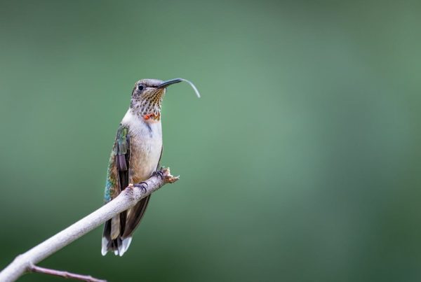 12 Fascinating Facts About Hummingbird Moths