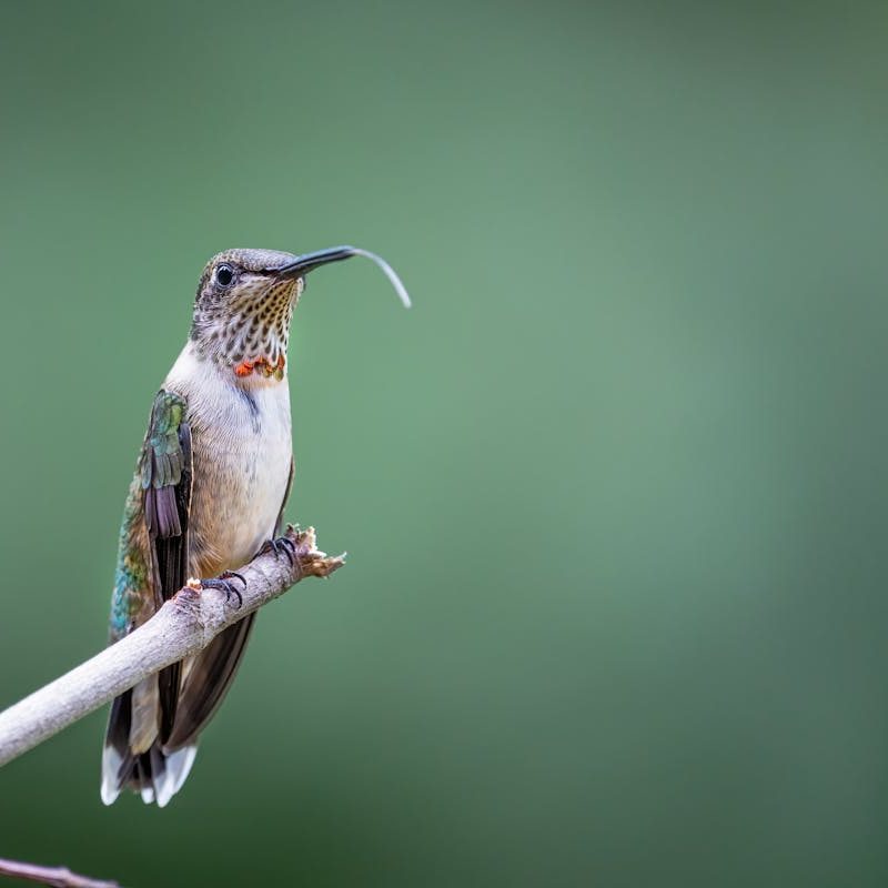 12 Fascinating Facts About Hummingbird Moths