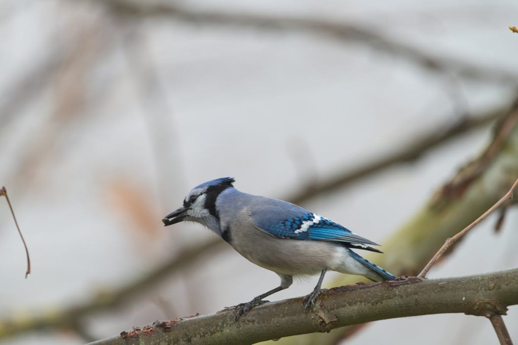 What blue jay bird eat? - BirdzFly
