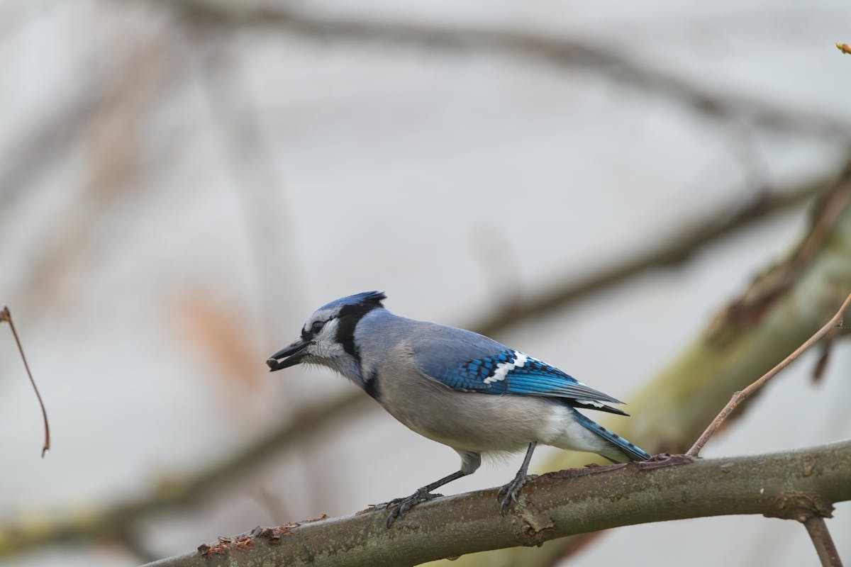 What blue jay bird eat? - BirdzFly