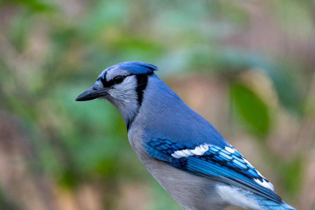 Blue Jay – Facts, Habitat, and Behavior | BirdzFly