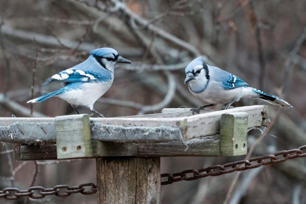 What blue jay bird eat? - BirdzFly