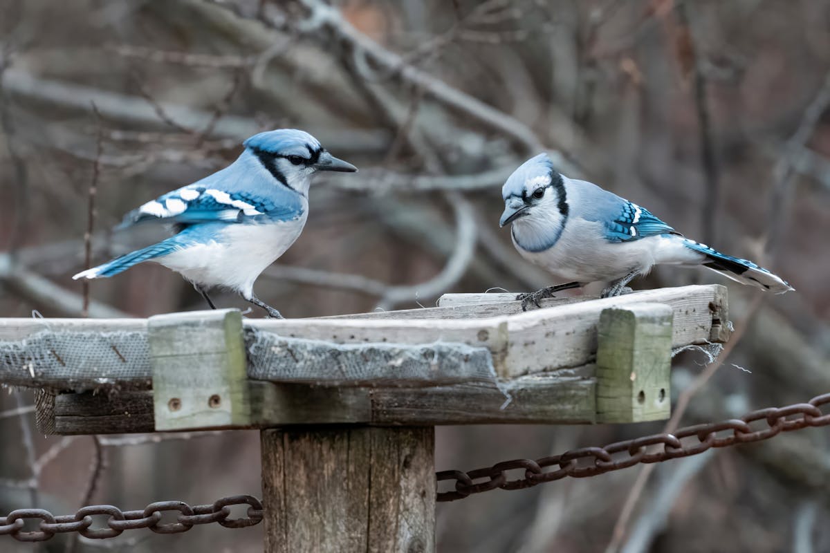 What blue jay bird eat? - BirdzFly