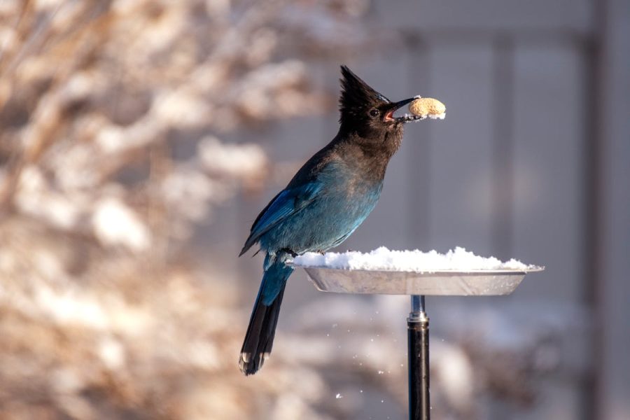 What does a blue jay bird sound like?