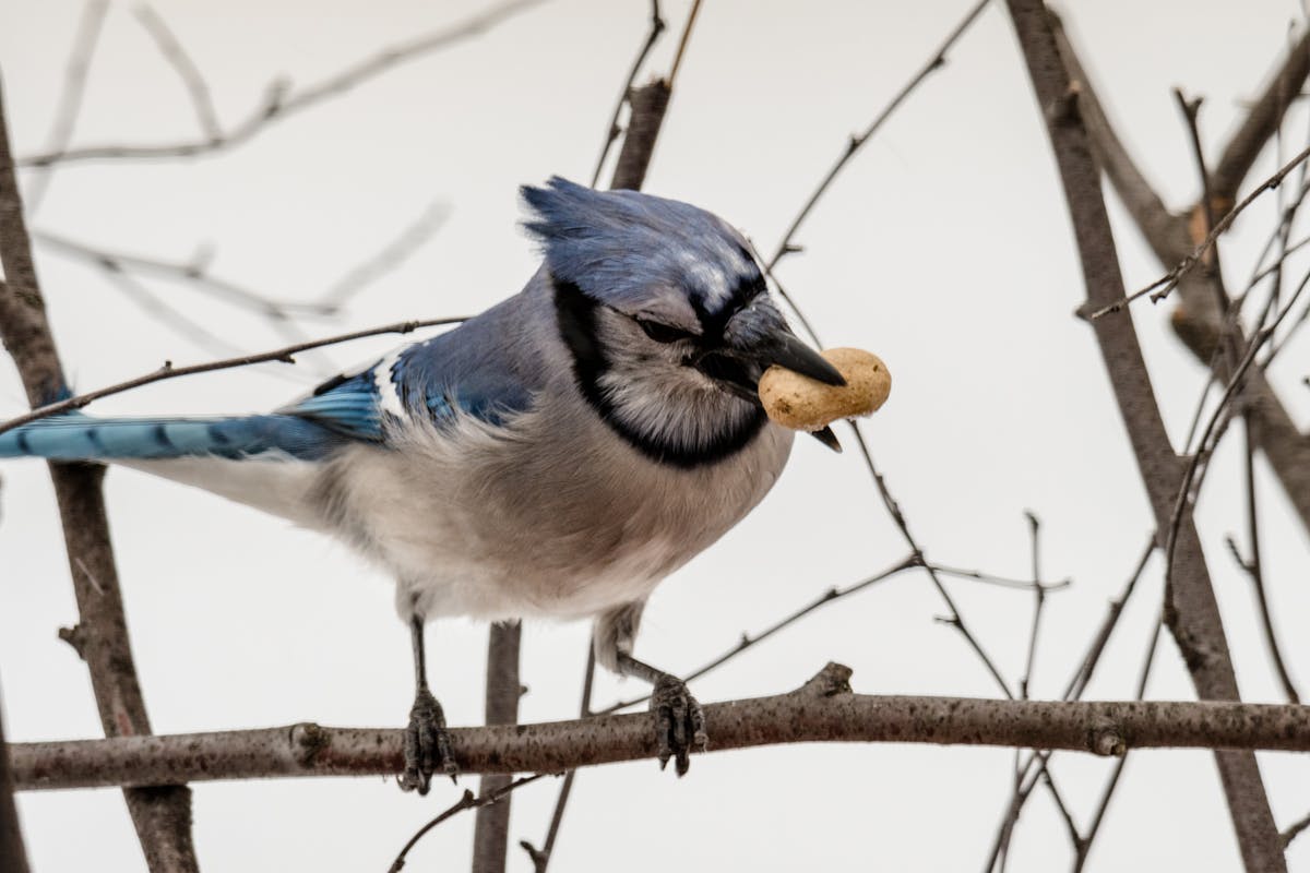 What does a blue jay bird sound like?