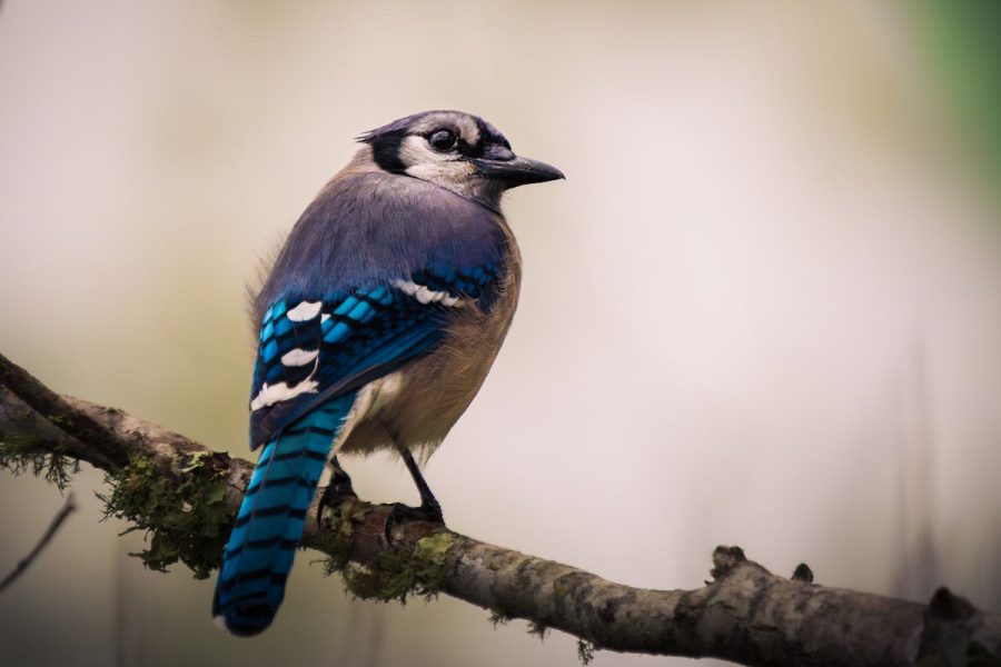 What is blue jay bird? Explain. - BirdzFly