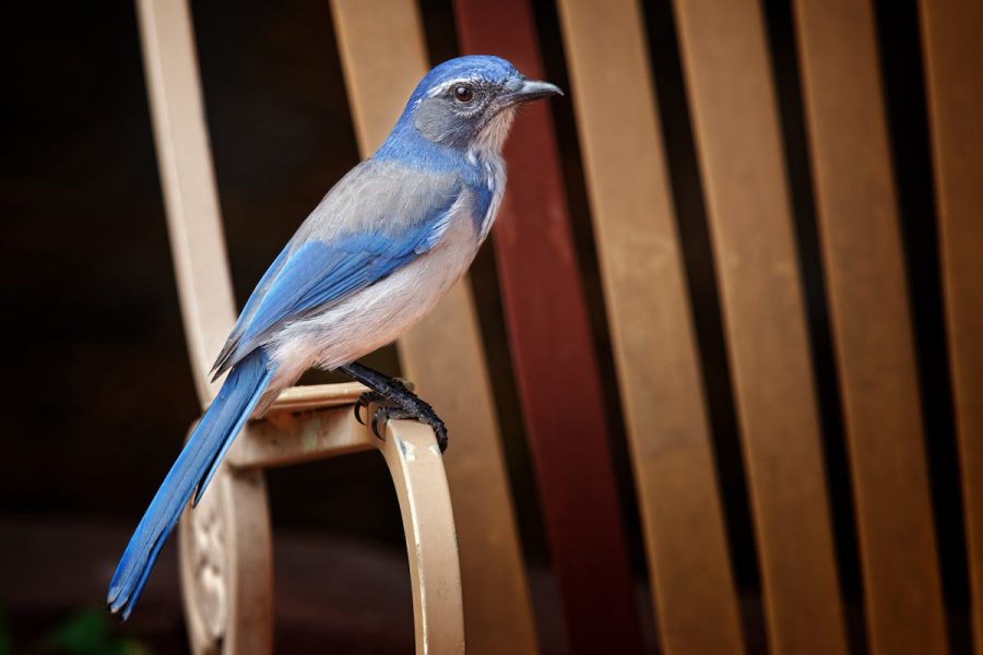 What is blue jay bird? Explain. - BirdzFly