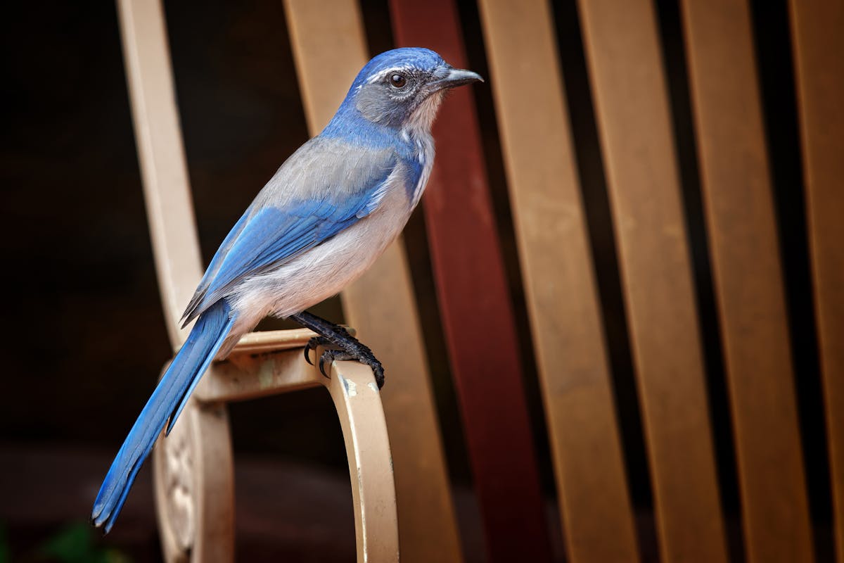 What is blue jay bird? Explain. - BirdzFly