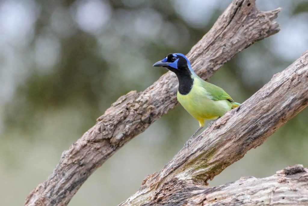What role do blue jays play in their ecosystem?