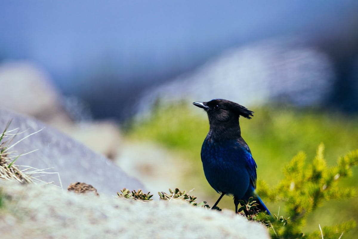 Where does the blue jay bird live? Habitat, Range, and Migration of the ...
