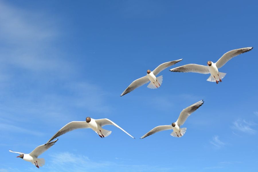 How Do Birds Navigate During Migration?
