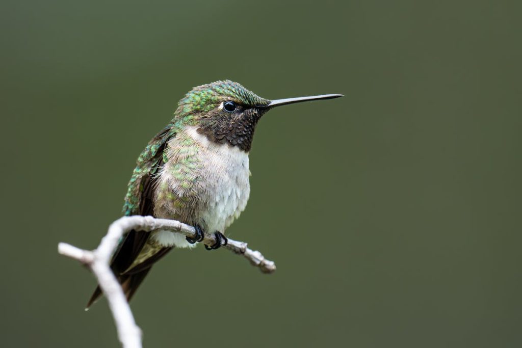 2026 Hummingbird Migration Map in USA