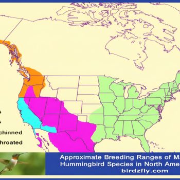 Live 2026 Hummingbird Migration Map for the USA - BirdzFly