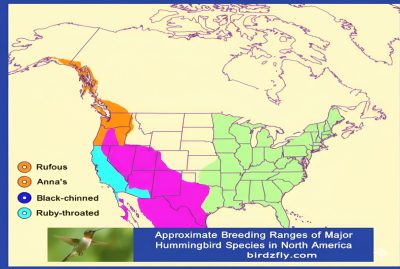 Live 2026 Hummingbird Migration Map for the USA - BirdzFly