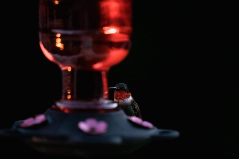 A Hummingbird Feeder to Monitor and Capture in 4K Slow Motion