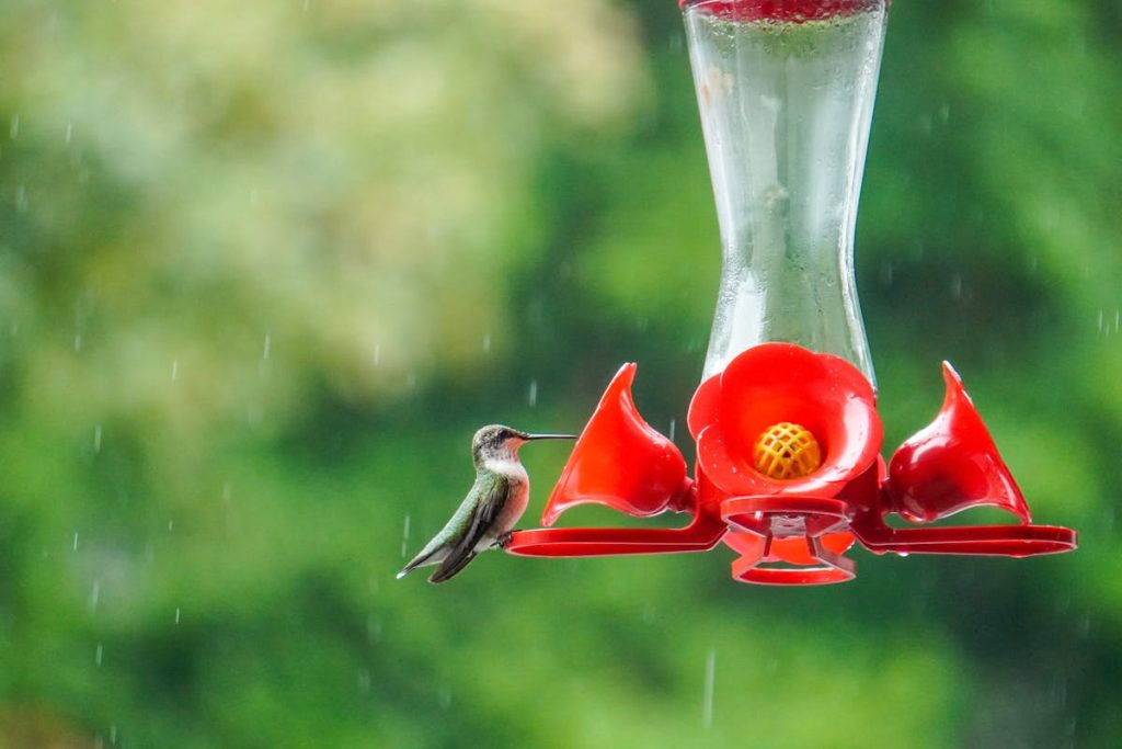 A Hummingbird Feeder to Monitor and Capture in 4K Slow Motion