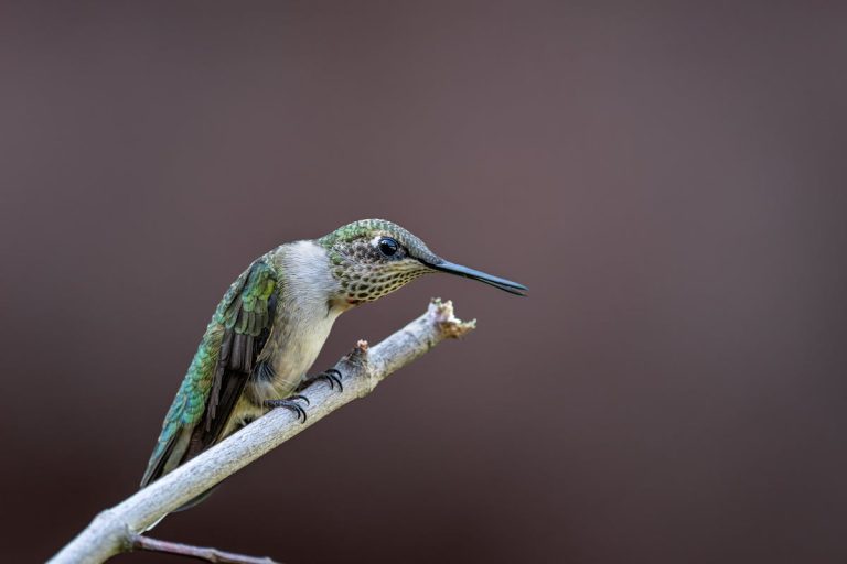Hummingbird Migration Map 2026: Live USA Tracker