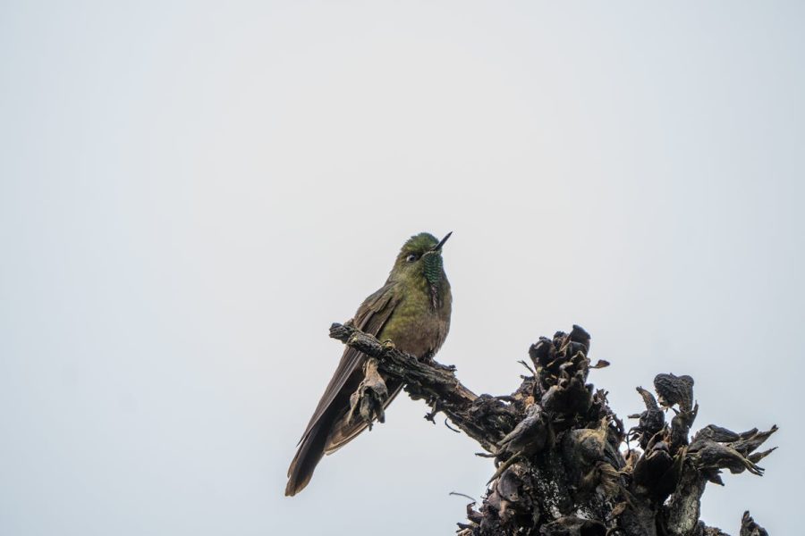 Where Are Hummingbirds Now? 2026 Migration Map (Live USA Tracker)
