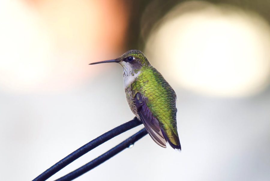 2026 Hummingbird Migration Map in USA