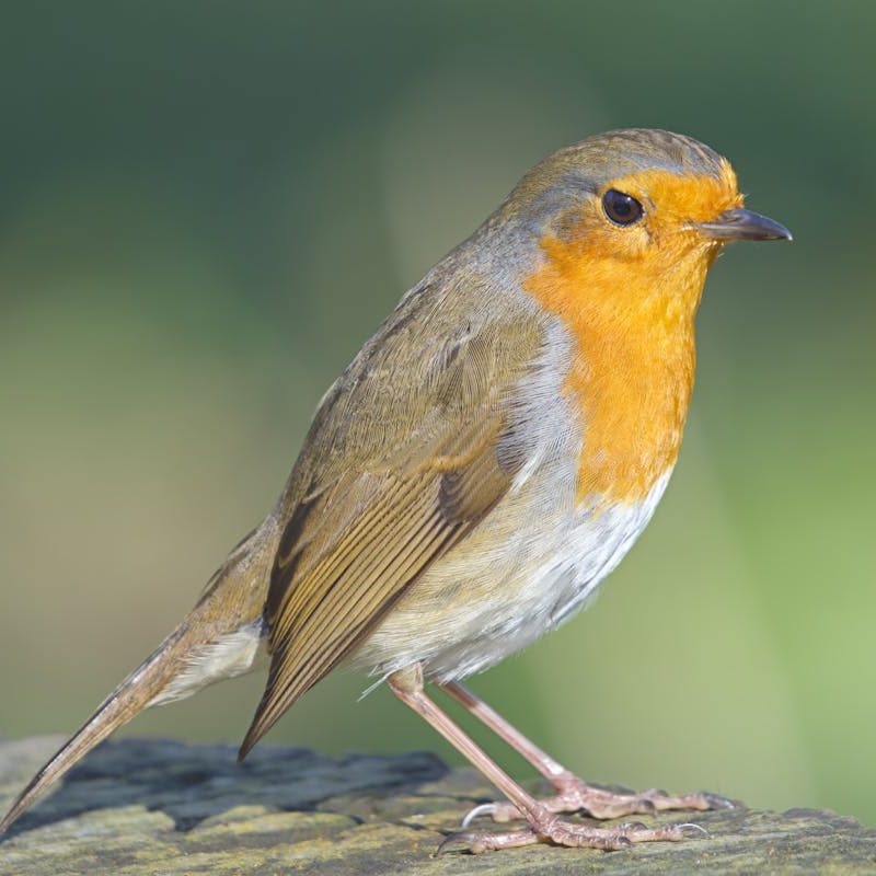 American Robin Eggs and Robin Nests: Hatch, Chicks History