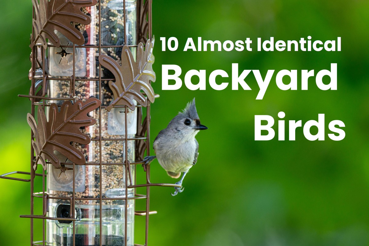 10 Almost Identical Backyard Birds (And How to Tell Them Apart)