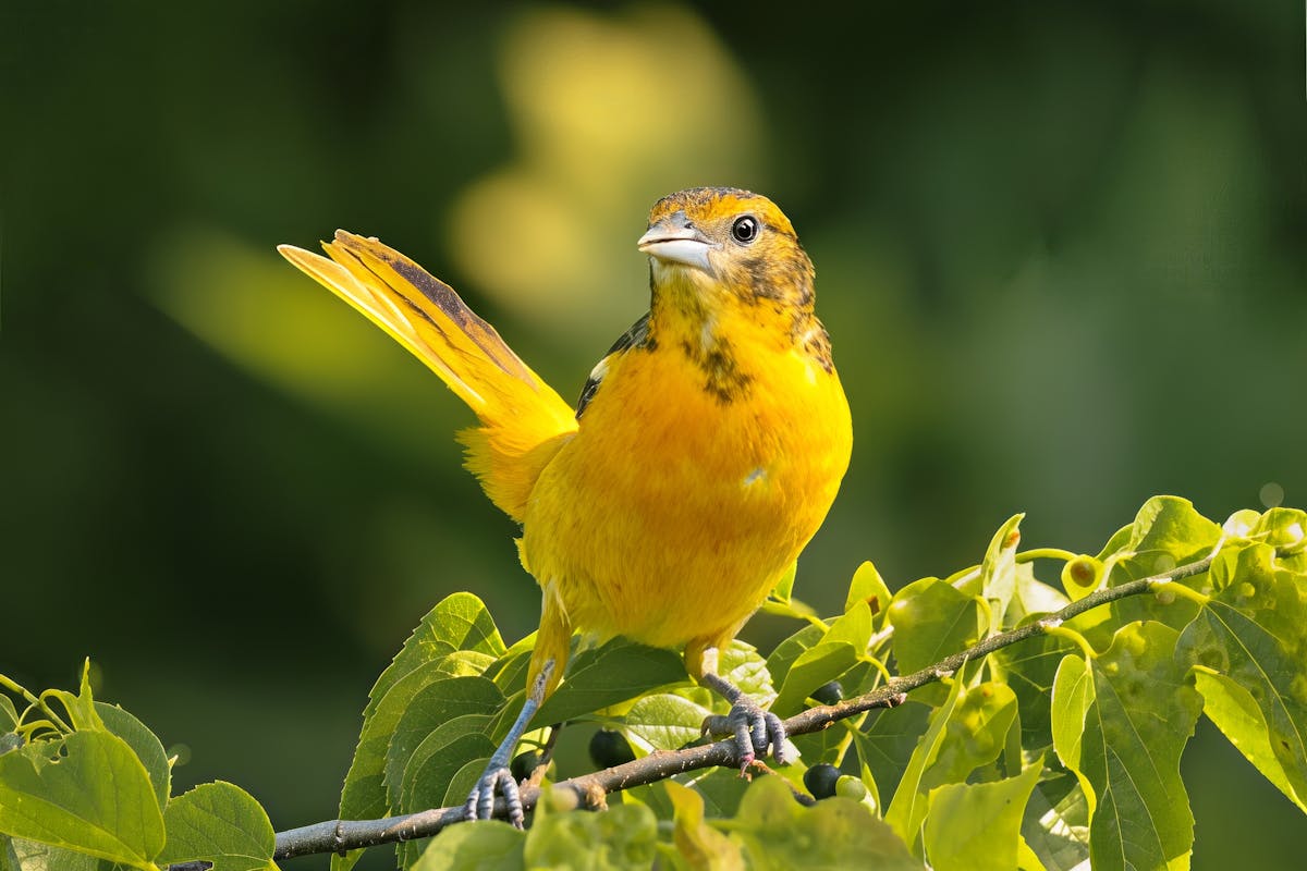 Baltimore Oriole Migration 2026: When & Where to Look Meta