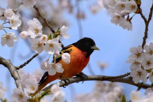 Baltimore Oriole Migration 2026: When & Where to Look Meta
