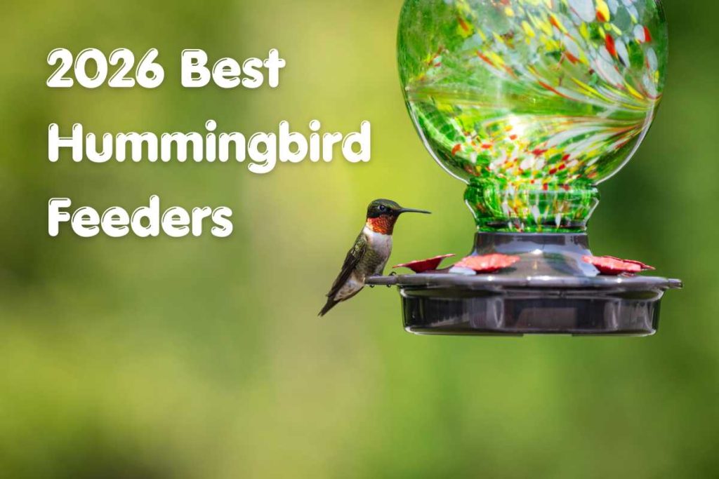2026 Best Hummingbird Feeders: Mouse Tested and Ranked