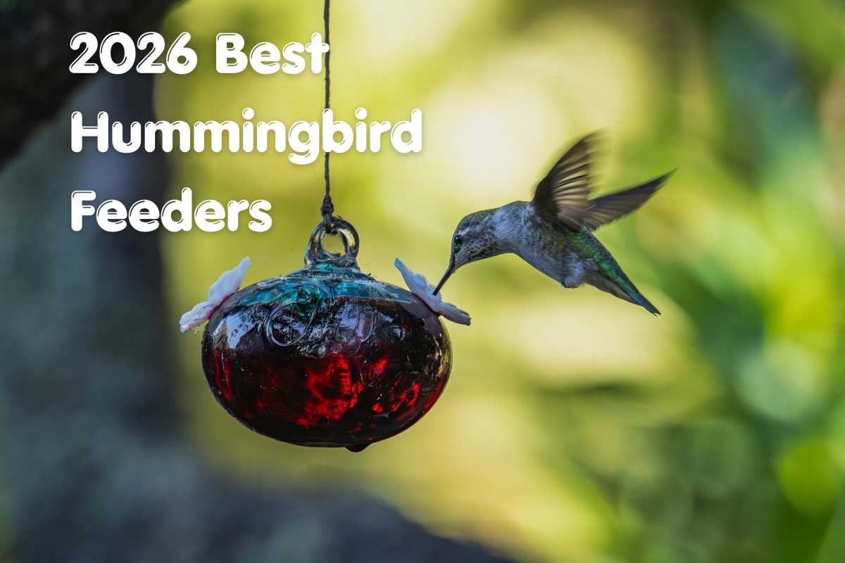 2026 Best Hummingbird Feeders: Mouse Tested and Ranked