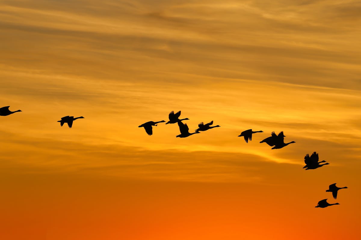 How do birds know where to go when they migrate? The Incredible ...