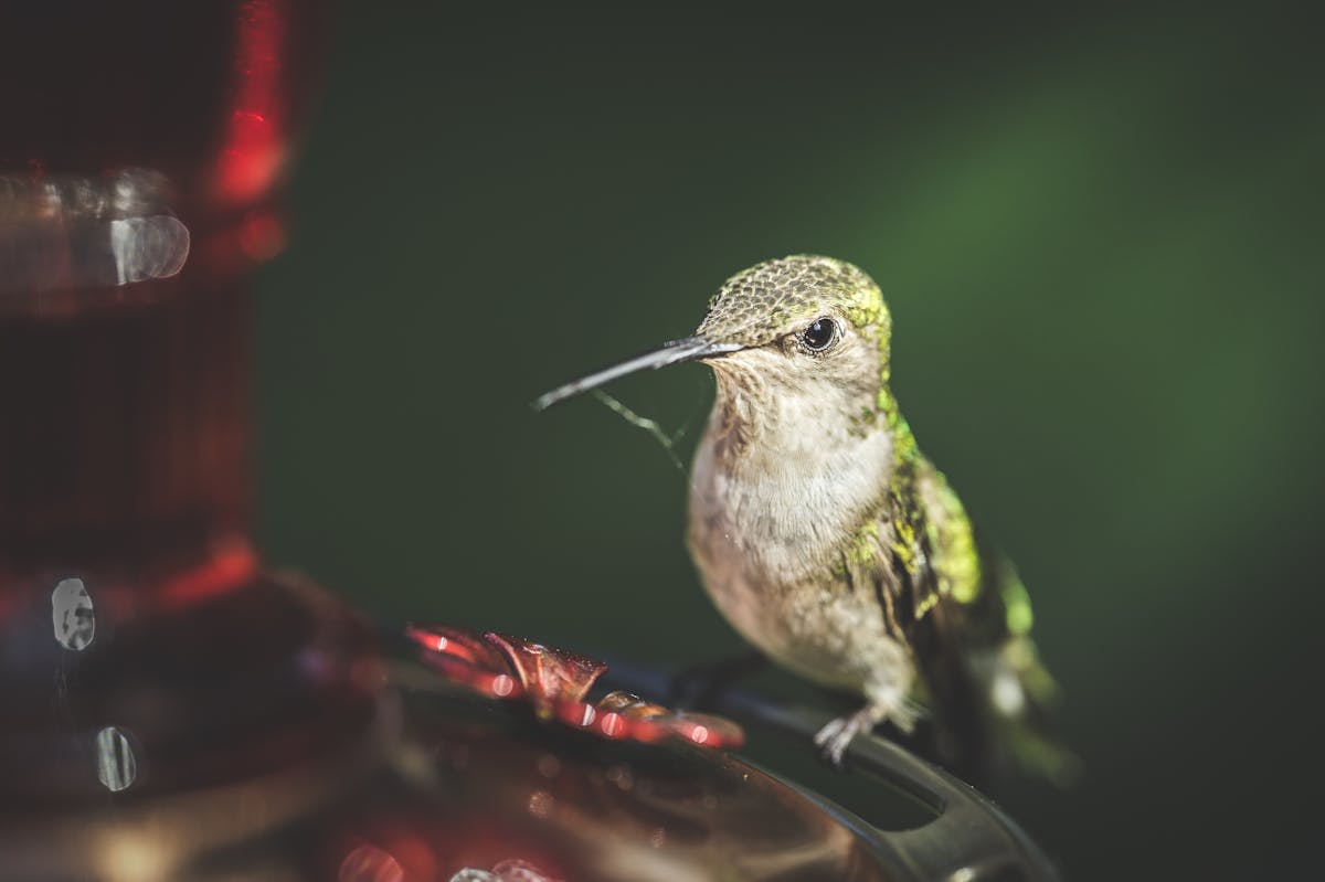 Hummingbirds in Texas 2026: Species, Migration Map & Feeding Guide
