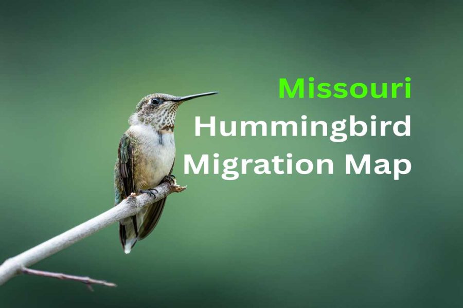Missouri Hummingbird Migration Map 2026 : Where are They Now?