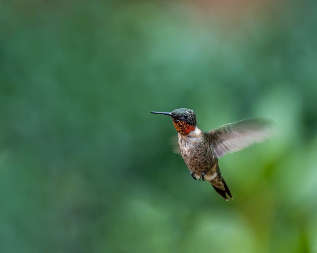 Ruby Throated Hummingbird Migration Map 2026 USA Today