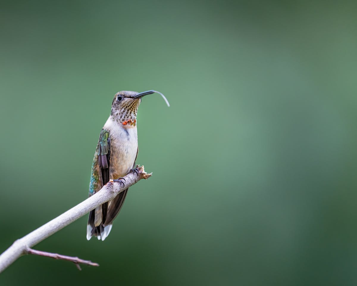 Ruby Throated Hummingbird Migration Map 2026 USA Today