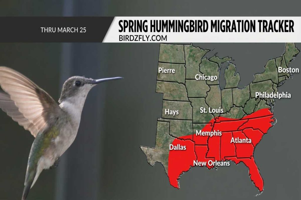 Missouri Hummingbird Migration Map 2026 : Where are They Now?