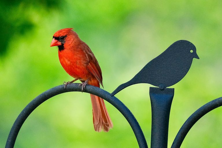 What Does a Cardinal Visit Mean? Science & Symbolism