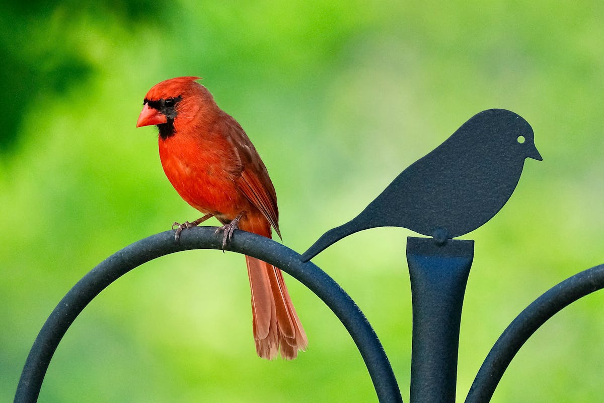 What Does a Cardinal Visit Mean? Science & Symbolism