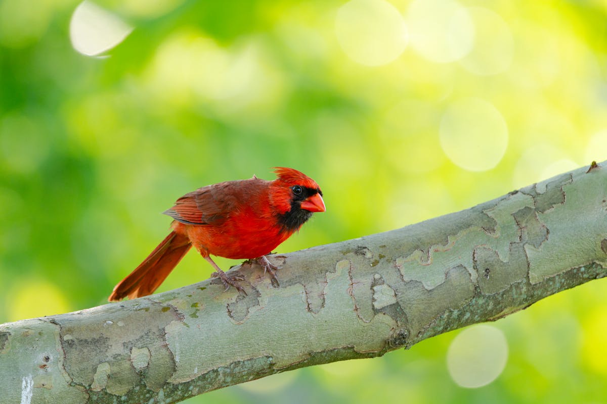 What Does a Cardinal Visit Mean? Science & Symbolism