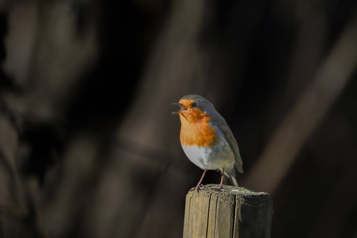 Why Do Robins Sing at Night? The Science Behind It