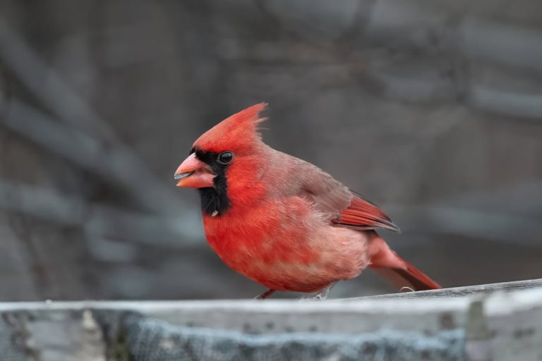 Northern Cardinal Facts: 20 Amazing Things About America's Most Beloved ...