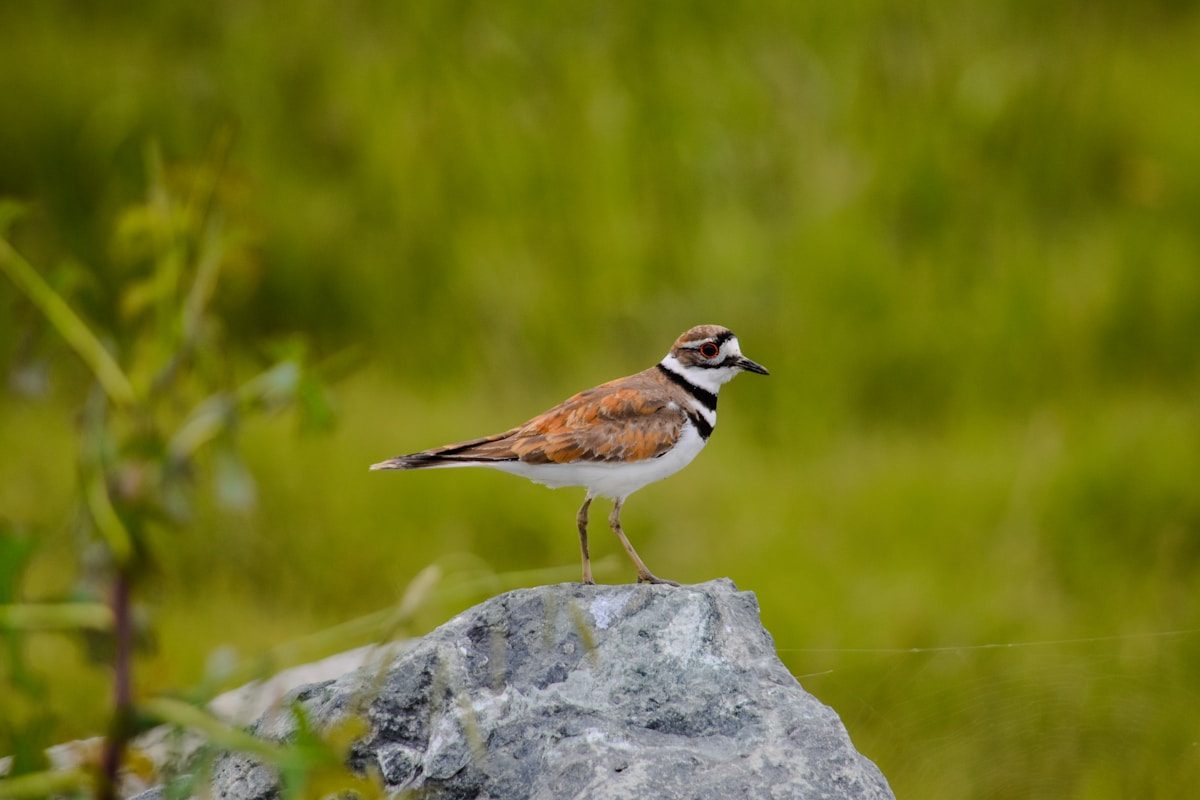Killdeer Bird: ID Guide, Behavior and the Broken-Wing Act