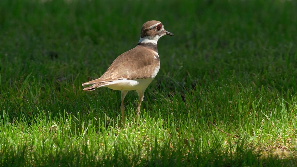 Killdeer Bird: ID Guide, Behavior and the Broken-Wing Act