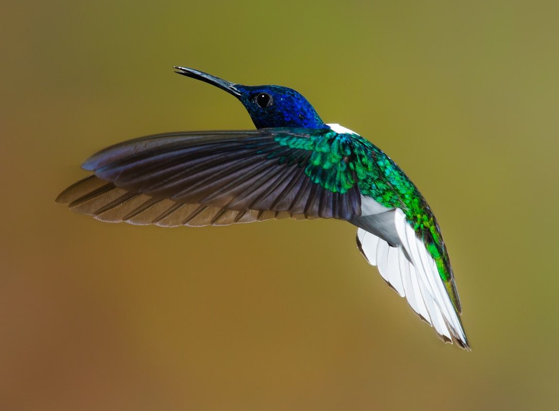 Hummingbird Migration: How It Works and Where They Go
